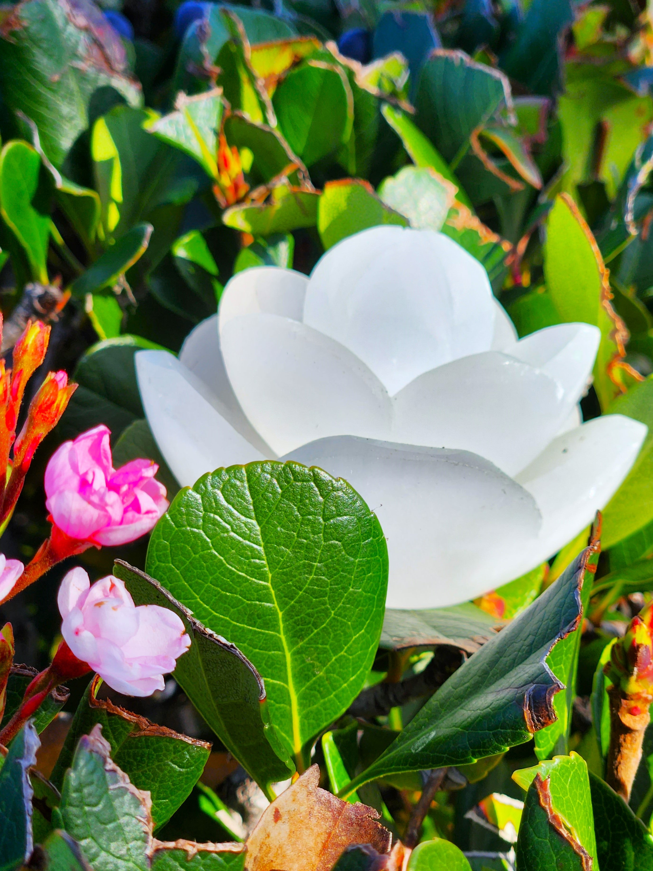 The Lore of the Rose + Selenite – Energy Muse