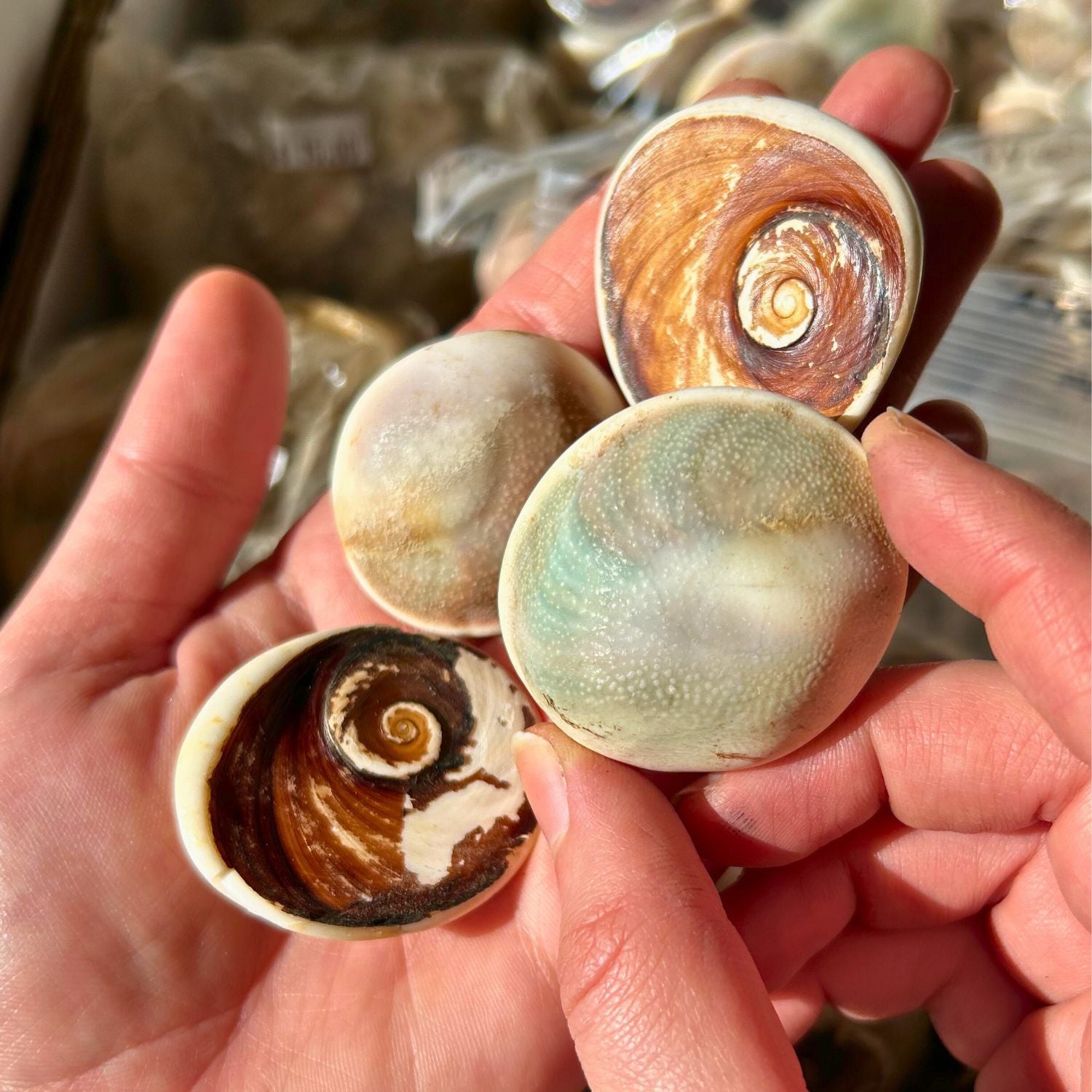 Shiva Eye Shell, Shop Crystals for Wealth at Energy Muse